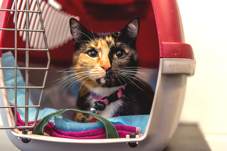 Paspoort voor je huisdier: samen op reis binnen de EU