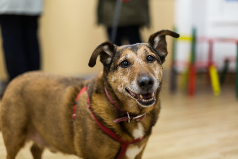 Tips voor de verzorging van een senior hond - Dier en Zorg Gids