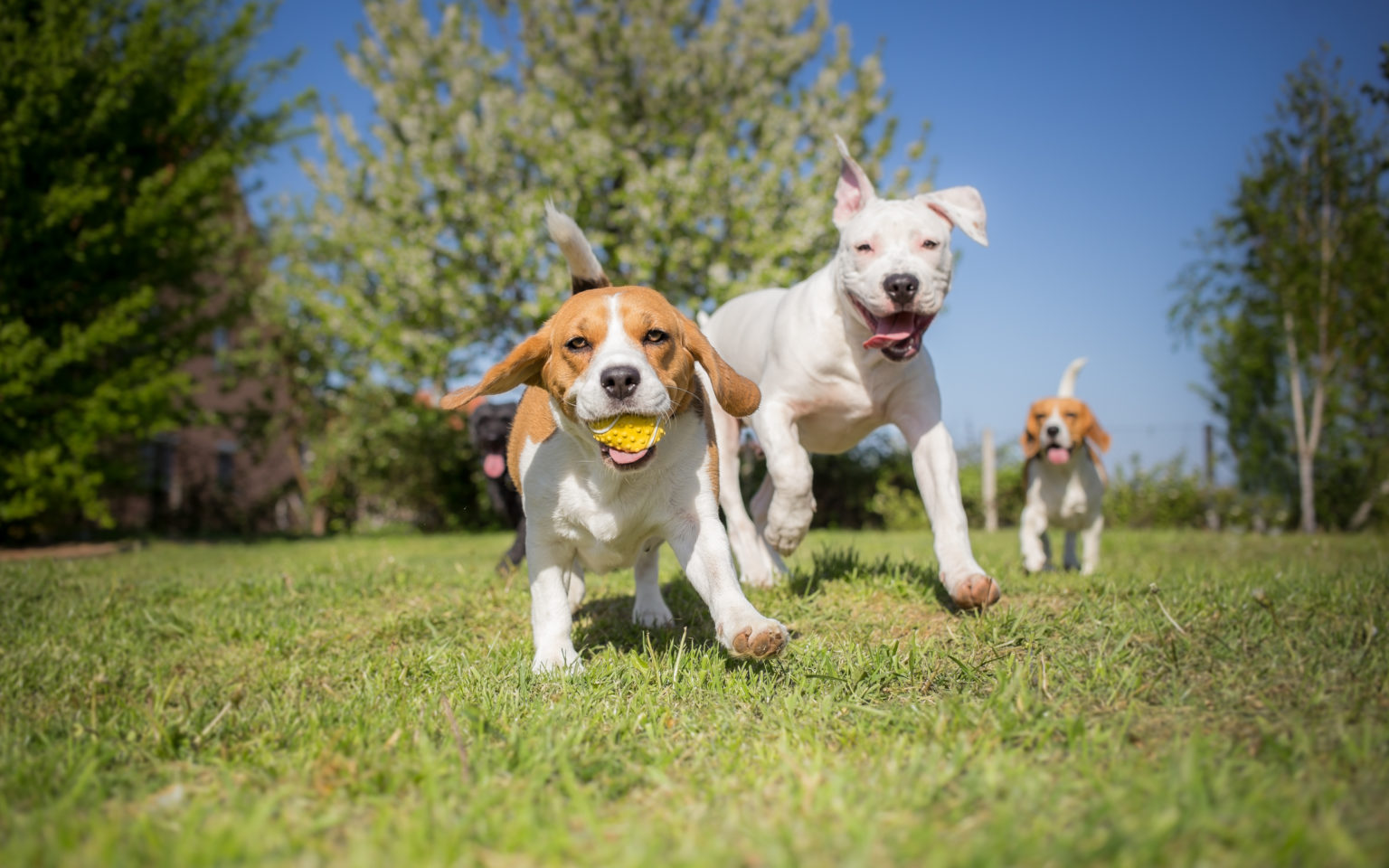 Spoelworm bij de hond | Hulp en advies - Dier en Zorg Gids