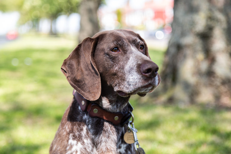 Castratie bij je hond - Laat jij je reu castreren? - Dier en Zorg Gids