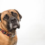 Cryptorchidie bij de reu - Dier en Zorg Gids