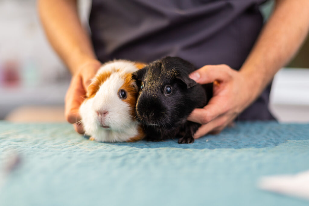 Je cavia verzorgen - Dier en Zorg Gids