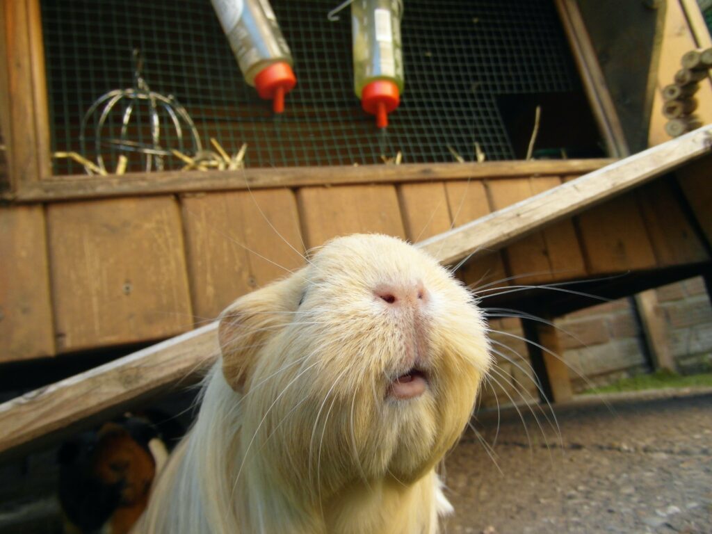 Je cavia verzorgen - Dier en Zorg Gids