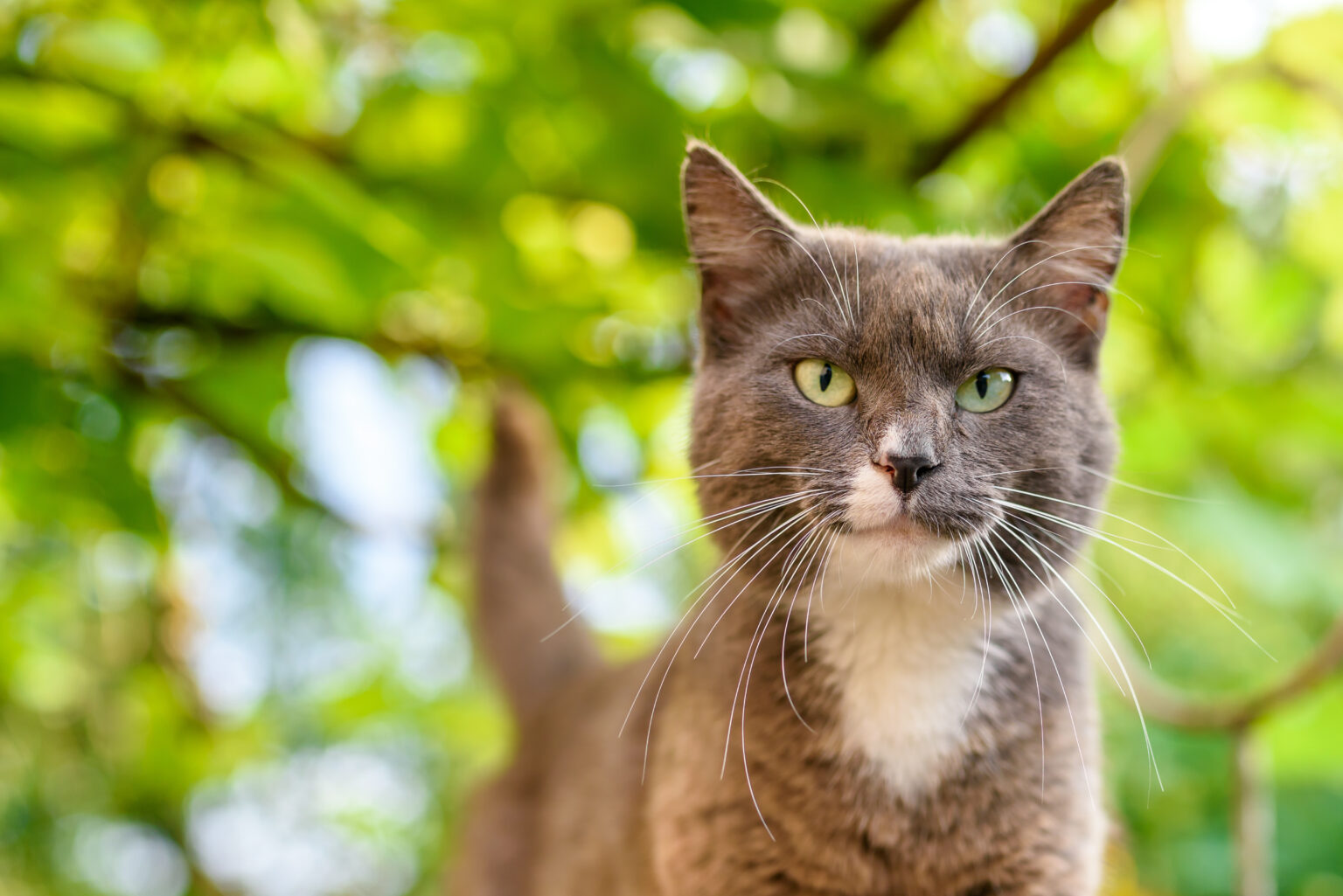 Vlooien bij je kat | Tips voor het behandelen - Dier en Zorg Gids