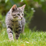 Alles wat je moet weten over het ontwormen van je kat - Dier en Zorg Gids