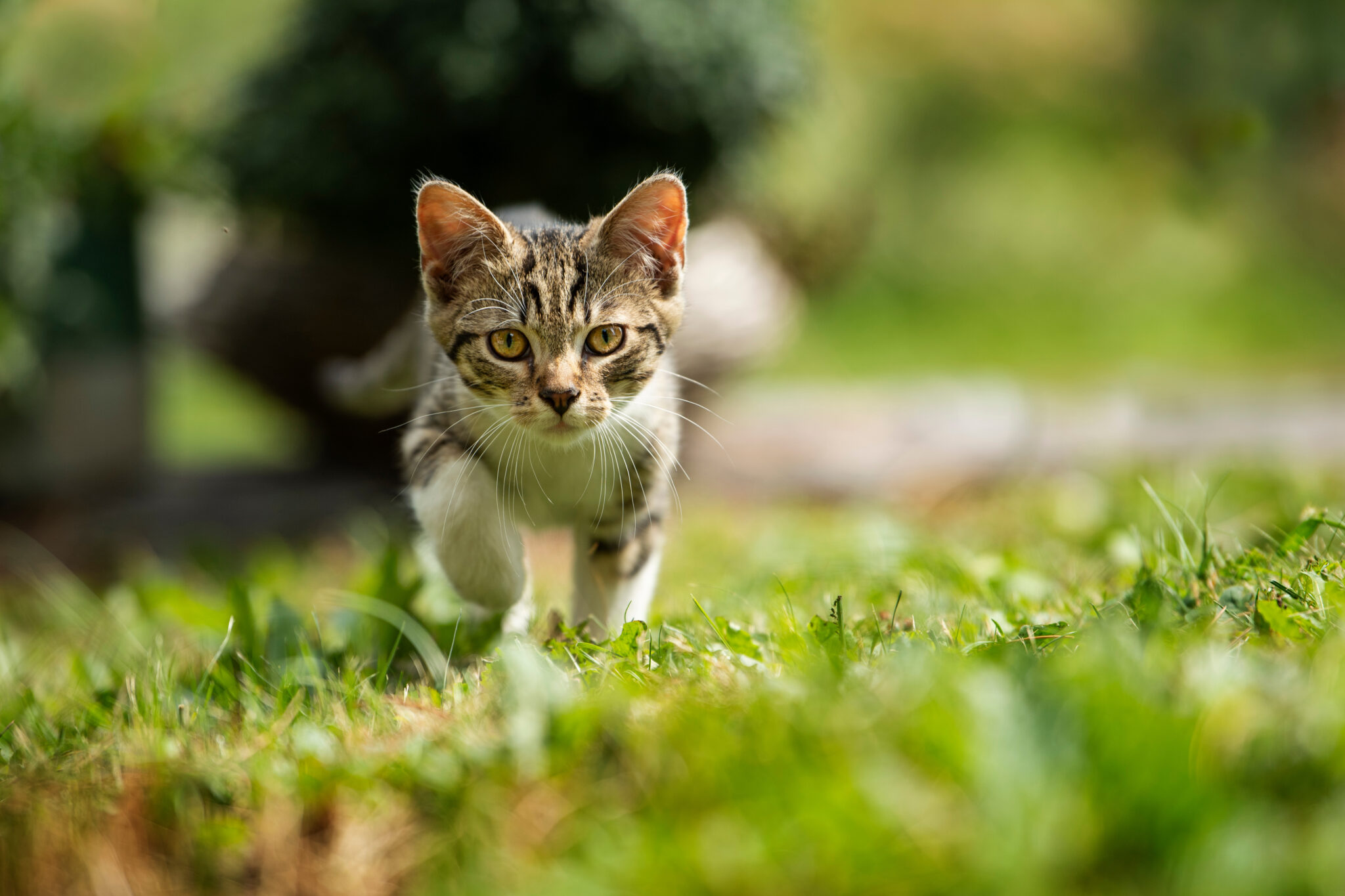 Lintworm bij de kat - Dier en Zorg Gids