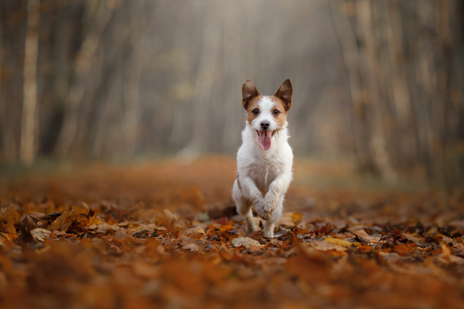 Herfstmijt bij honden - Dier en Zorg Gids