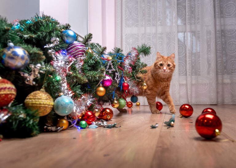 Kerstboom en de kat: handige tips - Dier en Zorg Gids
