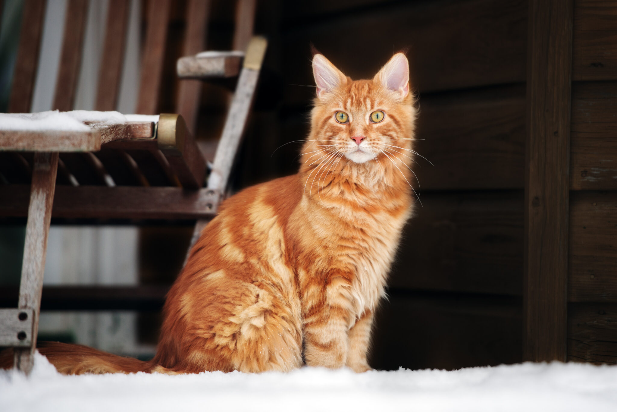 Kat buiten in de winter: tips - Dier en Zorg Gids